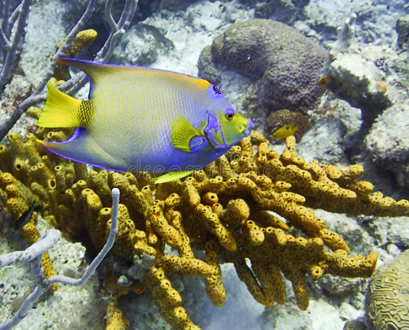 Queen Angel on Black Background Stock Photo - Image of wildlife, nature ...