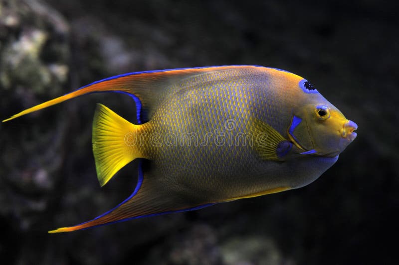 Queen Angelfish stock photo. Image of colorful, ocean - 2830260