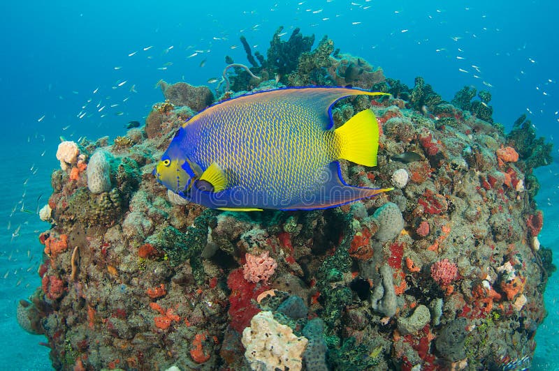Queen Angelfish stock photo. Image of ichthyology, swim - 23925054