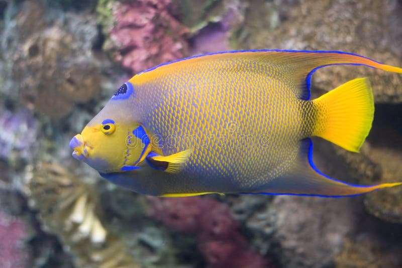 Queen Angelfish stock photo. Image of colorful, ocean - 2830260