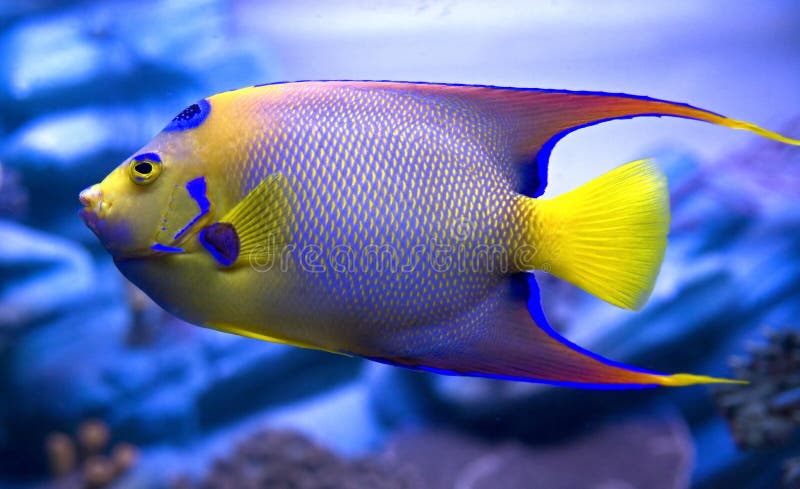 Queen angelfish 3 stock photo. Image of creature, peaceful - 9216722