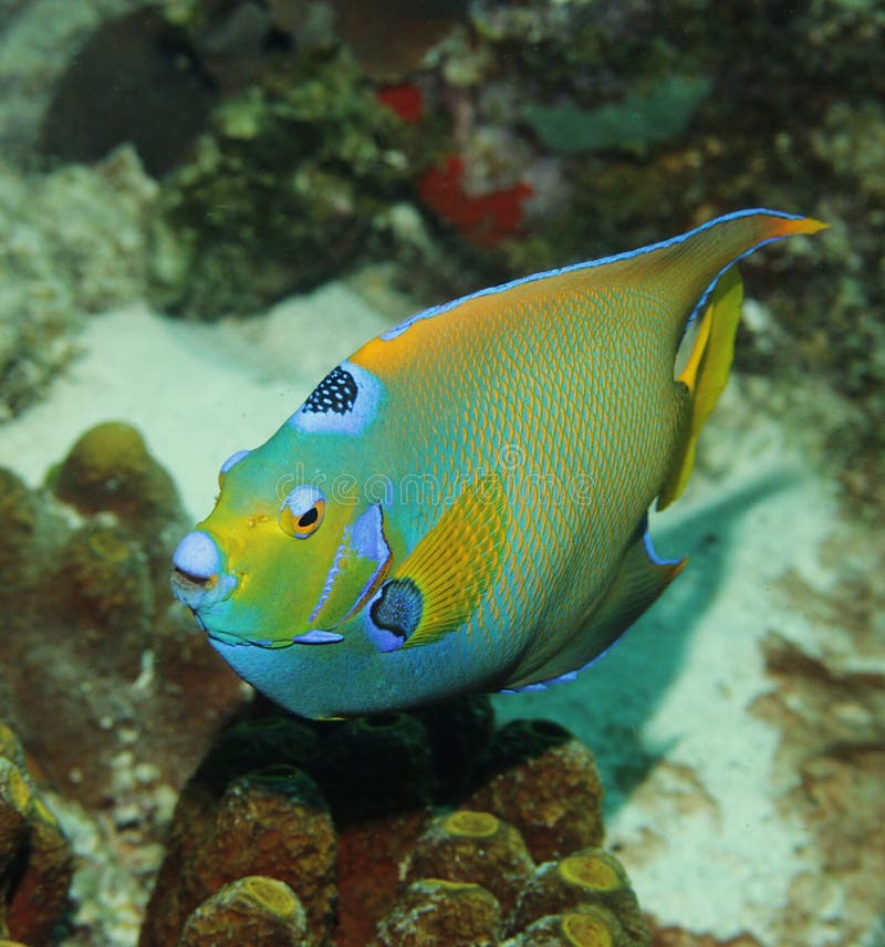 Queen Angelfish stock photo. Image of underwater, aquatic - 4038560