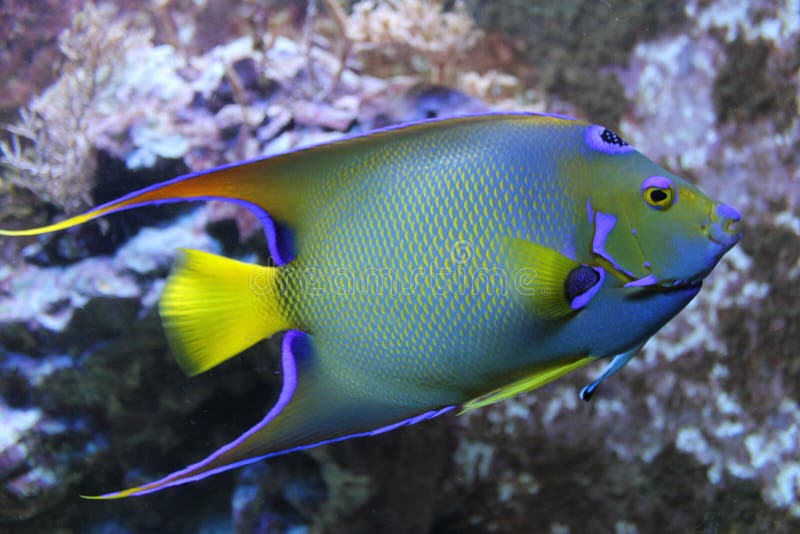 Queen angelfish stock image. Image of queen, fish, aquarium - 120929503