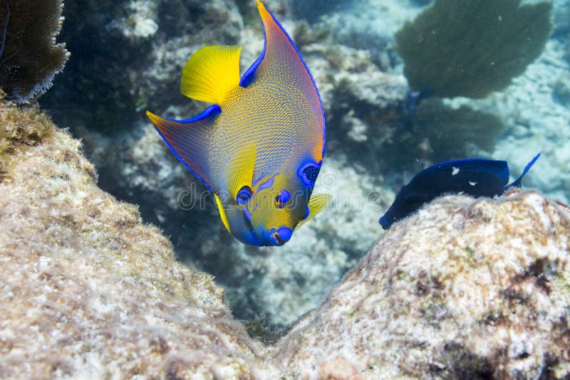 Queen Angelfish stock image. Image of holacanthus, coral - 94982127