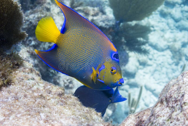 Queen Angelfish stock photo. Image of fish, water, pomacentridae - 94982188
