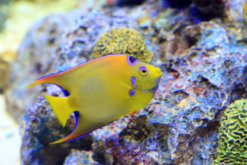 Queen Angelfish (Holacanthus Ciliaris) Stock Photo - Image of angelfish ...