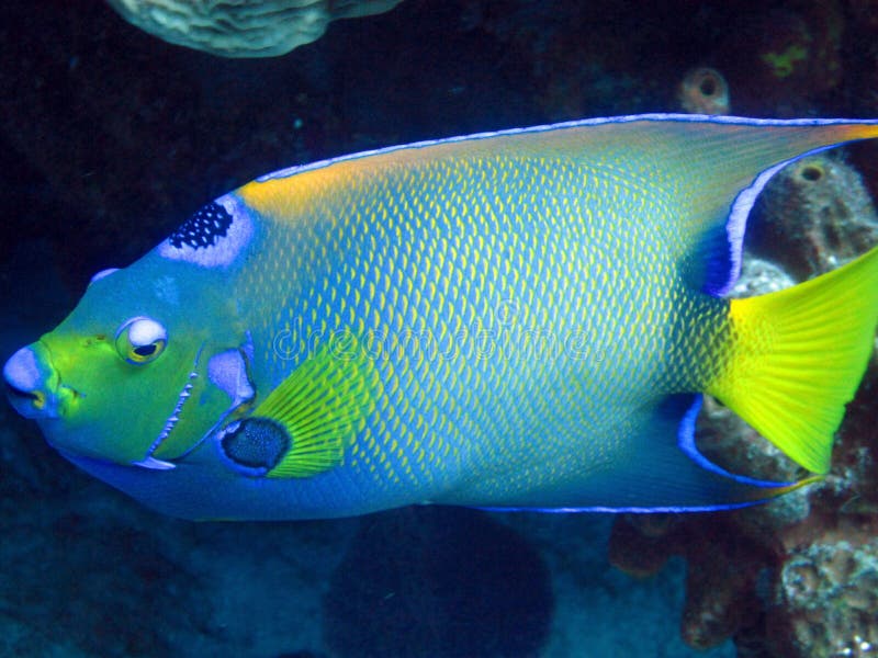 Close-up of the Colorful Face of Queen Angelfish, Holacanthus Ciliaris ...