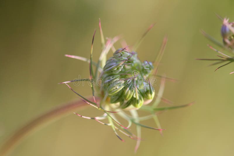 Queen Anne s Lace bud stock image. Image of silhouette - 25741205