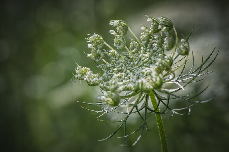 Queen Anne S Lace Flower Party Open Stock Image - Image of northeast ...