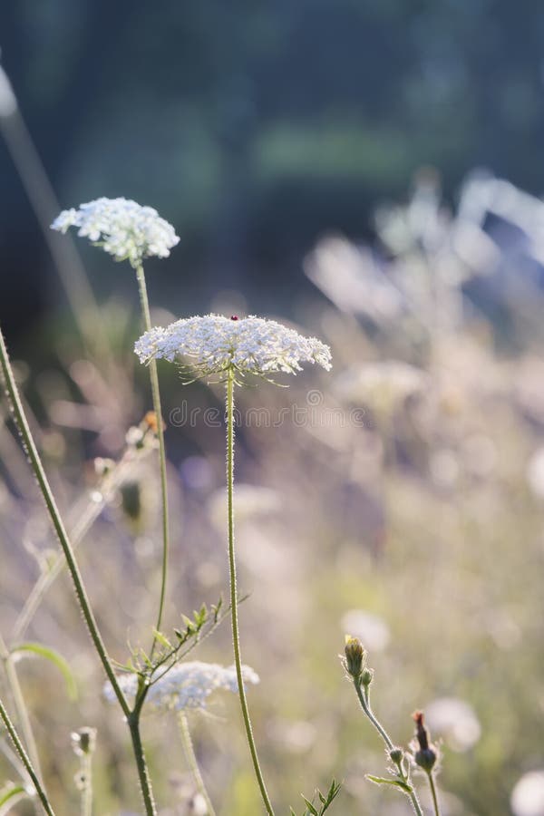 Queen Anne S Lace Wildflower Stock Image - Image of daucus, color: 34895255