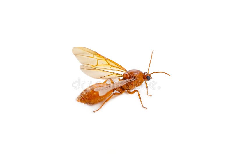 Queen ant stock photo. Image of shot, female, animal - 57489950