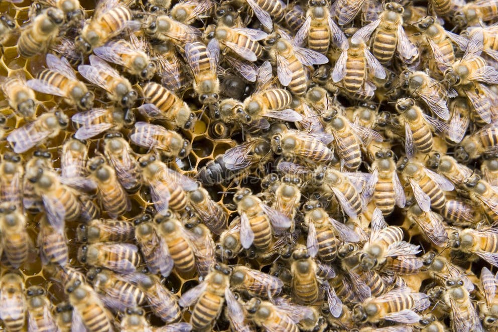 Queen bee stock photo. Image of california, insect, biting - 15901560