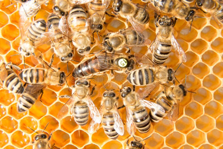 Queen Bee in Bee Hive Laying Eggs Stock Photo - Image of honeycomb ...