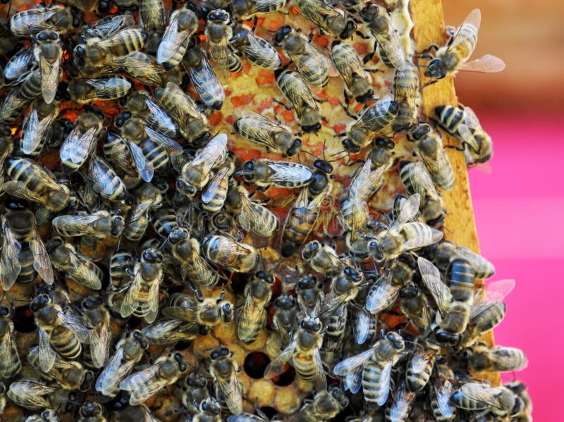 Queen Bee in a Beehive Frame_2 Stock Photo - Image of beeswax, insects ...