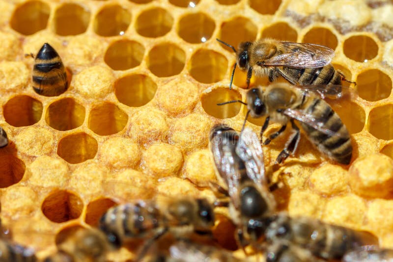 Queen Bee On Comb With Worker Bees Stock Image - Image of unity ...