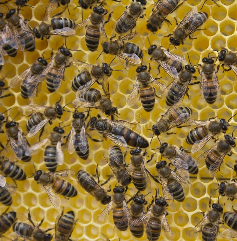 Queen bee stock image. Image of preservation, instinct - 28848469