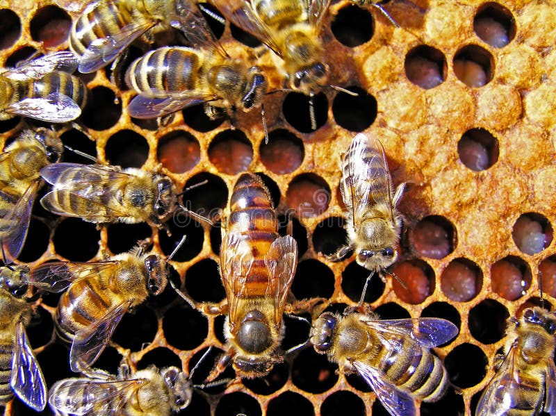 Queen Bee in Introduction Cage Stock Photo - Image of horizontal ...