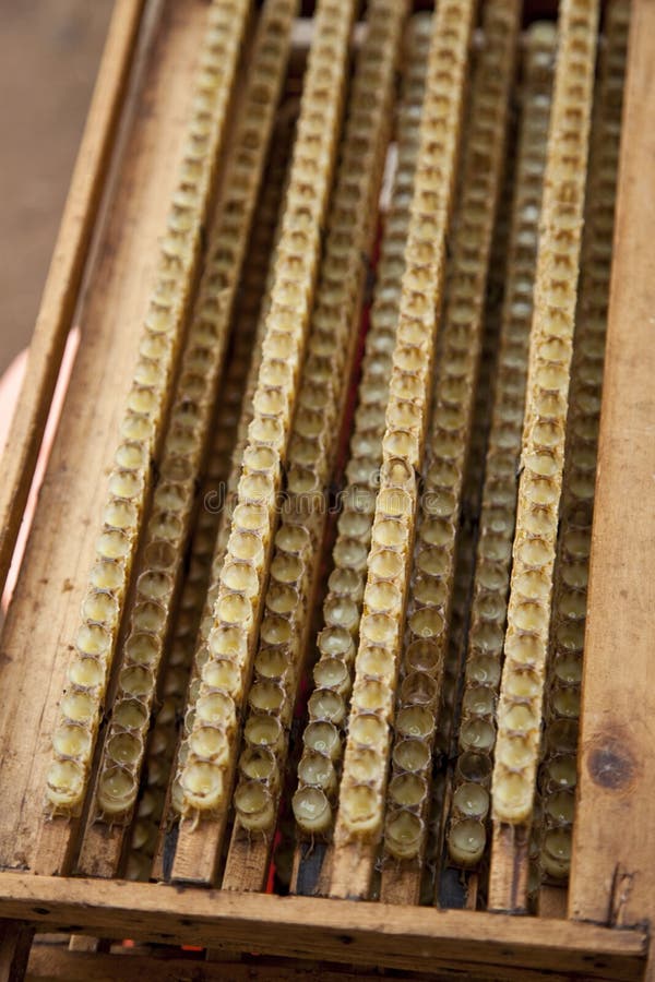 Queen Bee Cell Home with Royal Jelly Stock Photo - Image of royal ...