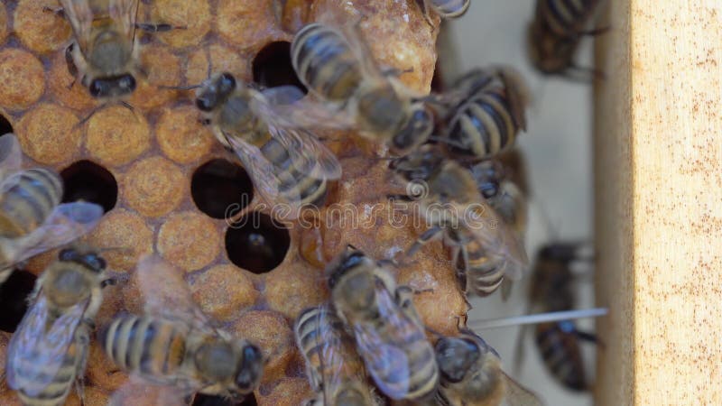 Queen Cell Close Up in Bee Colonies. Beekeeping. Queen Bee. Swarm or ...