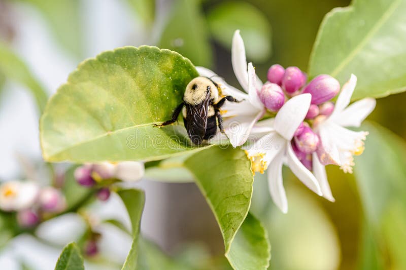 Queen Bee Covered with Yellow Pollen, from Flower of a Lemon Tree Stock ...