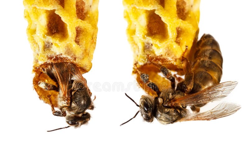 Queen bee stock photo. Image of biology, queen, nature - 38929022