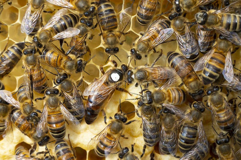 Queen Bee Labeled on the Back Stock Image - Image of rare, shot: 373950157