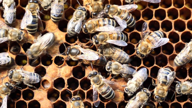 Queen Bee Lay Eggs in the Honeycomb. Stock Footage - Video of macro ...