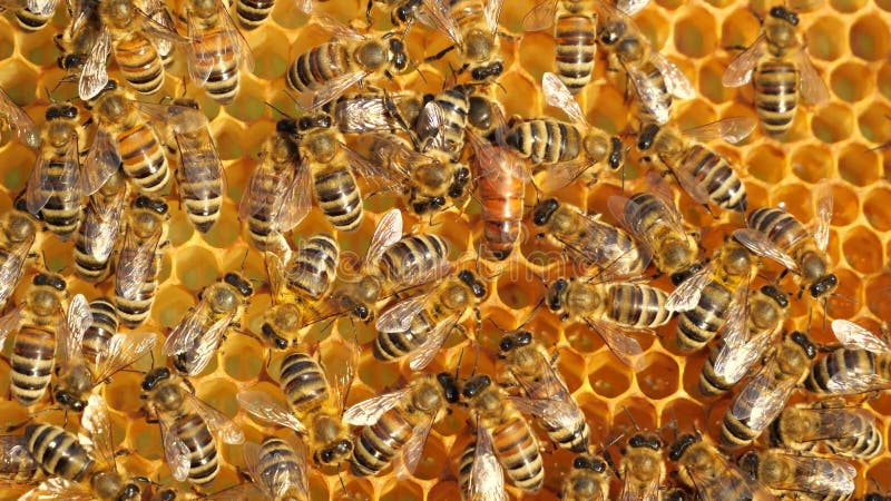 Queen Bee Lays Eggs in a Honeycomb. Stock Video - Video of hostess ...