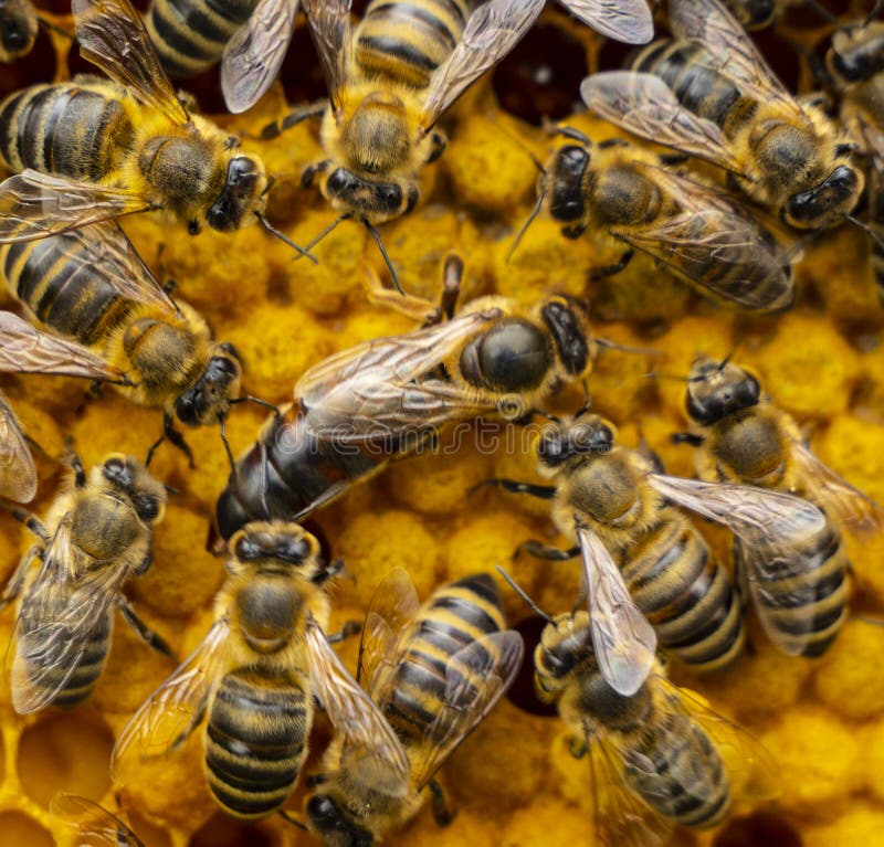 Queen Bee the Mistress of the Colony of Bees Stock Photo - Image of ...