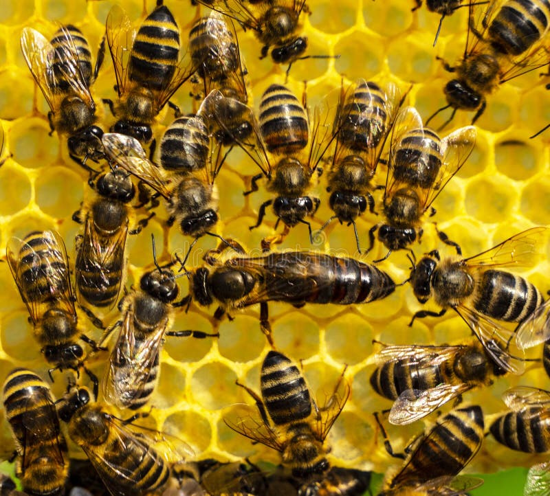 Young Queen Bee Surrounded by Bees Stock Image - Image of queen ...