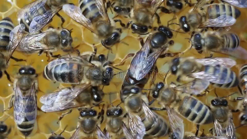 Queen Bee is always Surrounded by the Workers Bees - Their Servant ...