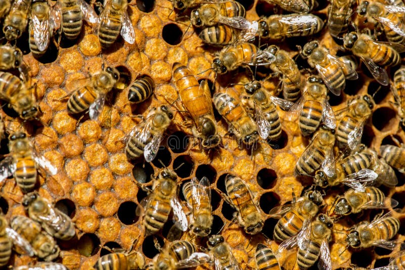 Bee swarm фото