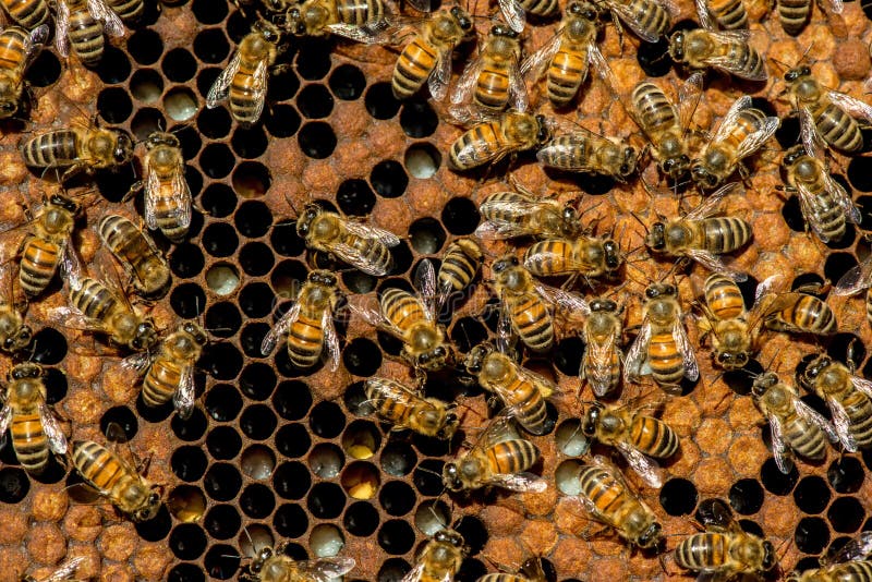 The queen bee swarm stock image. Image of cells, honeyed - 114310971