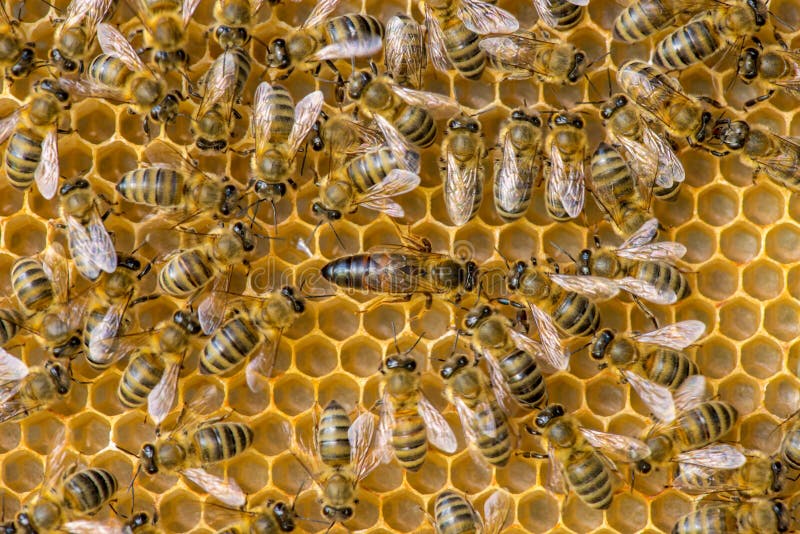 The queen bee swarm stock image. Image of authority - 113615847