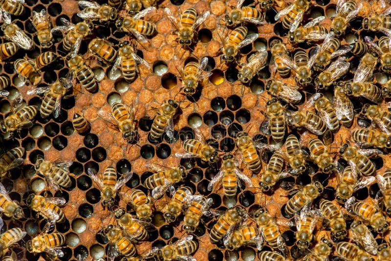 The queen bee swarm stock photo. Image of beekeeper - 114311108