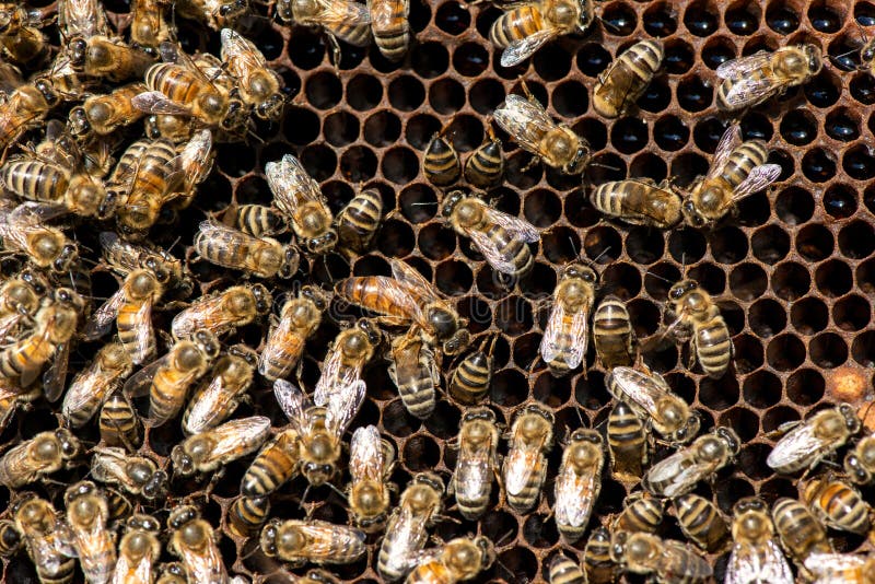 The Queen Bee Swarm - Selective Focus Stock Photo - Image of food ...