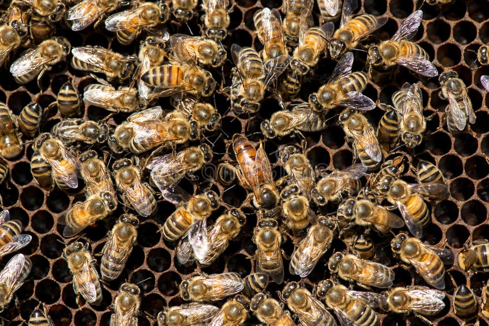 The Queen Bee Swarm - Selective Focus Stock Image - Image of honeycomb ...