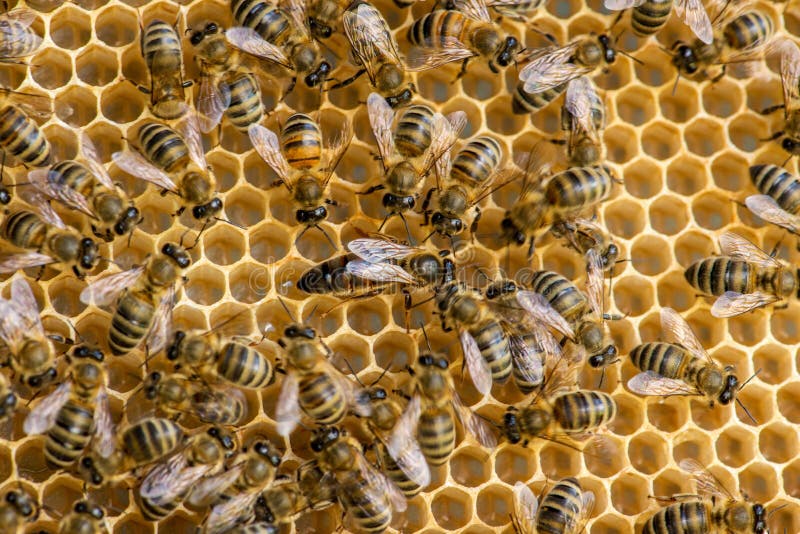 The Queen Bee Swarm - Selective Focus Stock Image - Image of busy ...