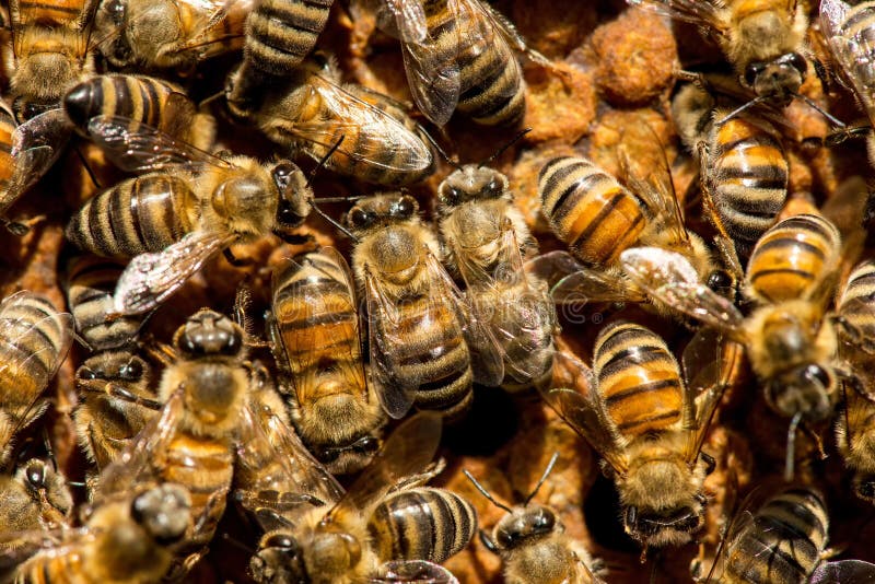 The queen bee swarm stock photo. Image of bees, food - 84178420