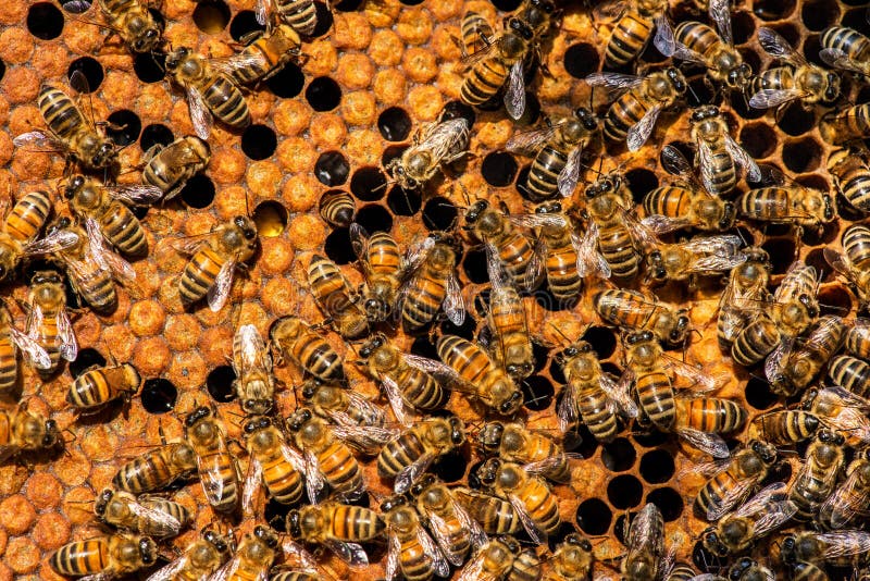 The queen bee swarm stock photo. Image of freshness, mother - 84181488