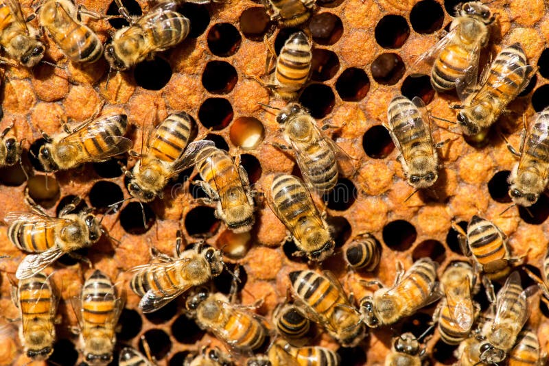 The queen bee swarm stock photo. Image of eating, laying - 84181516