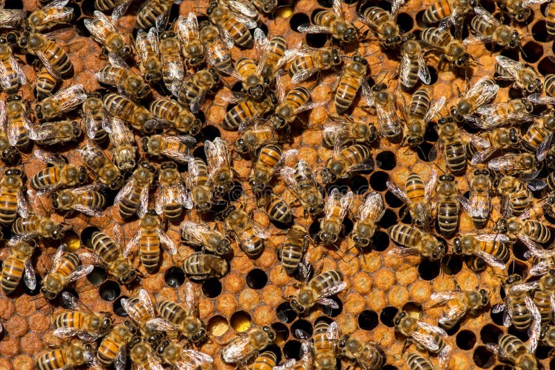 The queen bee swarm stock photo. Image of lifestyle, cells - 84555784