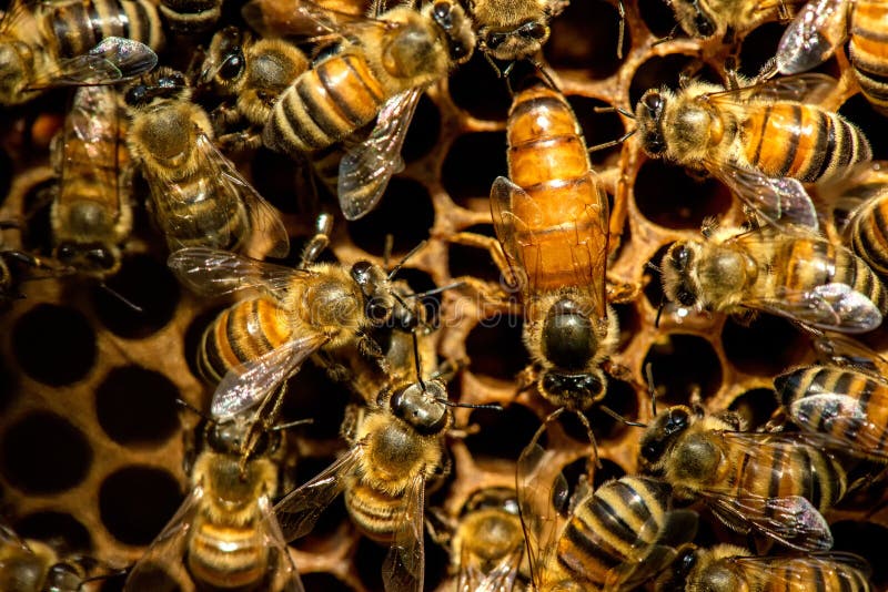The queen bee swarm stock image. Image of animals, honeycomb - 88840095