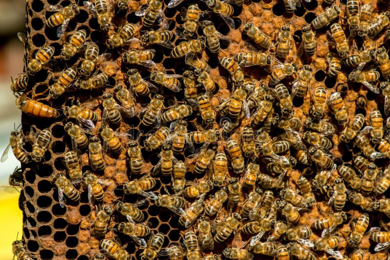 The Queen Bee Swarm - Selective Focus Stock Image - Image of cells ...
