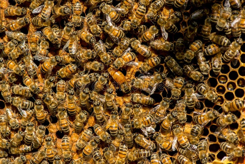 The Queen Bee Swarm - Selective Focus Stock Photo - Image of eggs ...