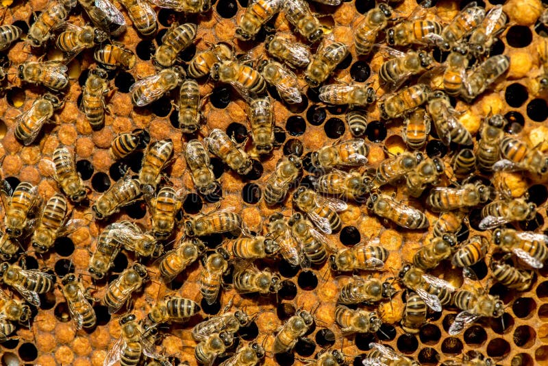 The Queen Bee Swarm - Selective Focus Stock Image - Image of focus ...