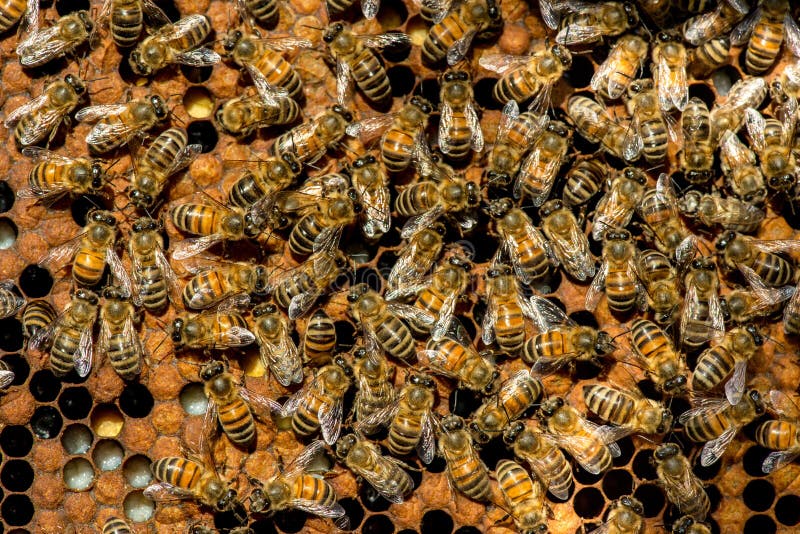 The Queen Bee Swarm. Close-up of a Queen Bee Stock Image - Image of ...