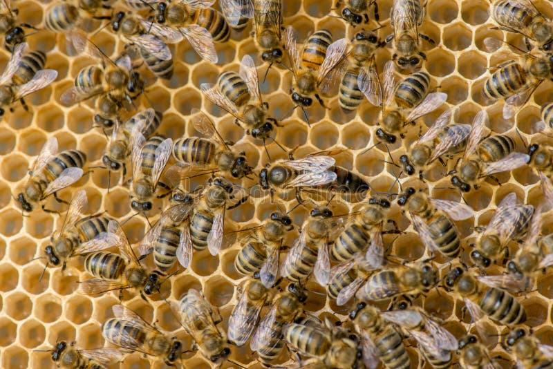 The queen bee swarm stock photo. Image of golden, medicine - 113615746