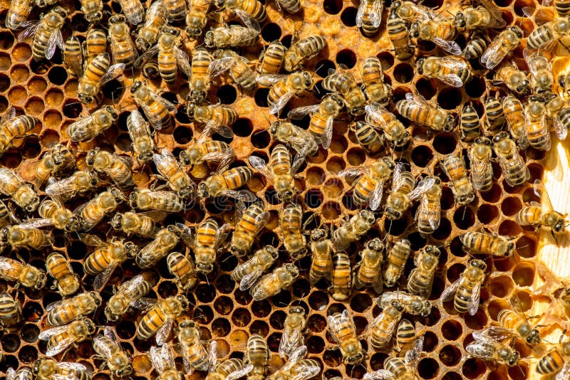 The queen bee swarm stock photo. Image of laying, leadership - 115897474