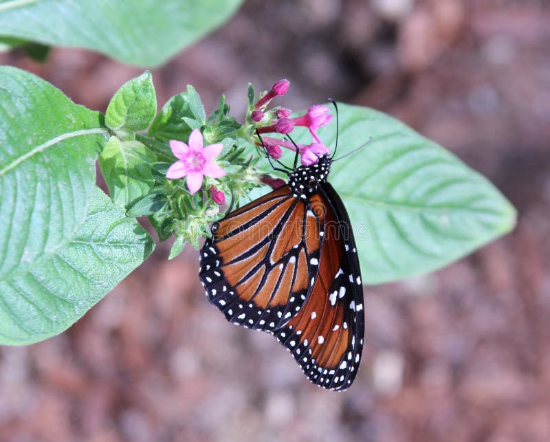 Queen Butterfly on Purple Nectar Flower in Arizona Desert Stock Photo ...